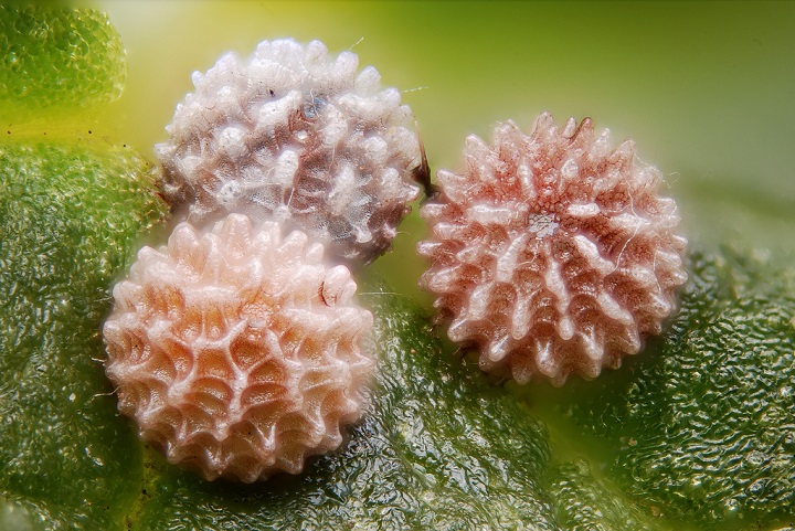 Butterfly Eggs • Insteading